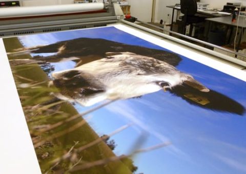 Full Colour Poster Printing | Premium Posters | CQ Print Christchurch